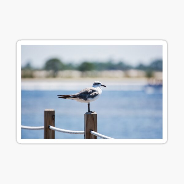 "Seagull On Dock" Sticker by rico98 | Redbubble