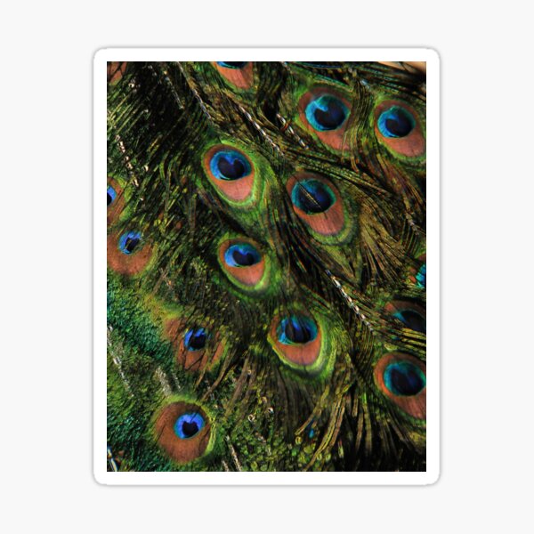 "Peacock Flow" Sticker for Sale by SNU2310 | Redbubble
