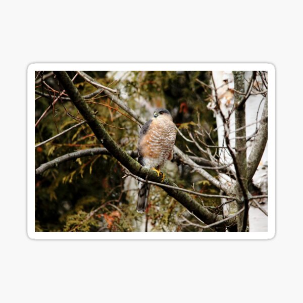 "Sharpie" Sticker for Sale by debop | Redbubble