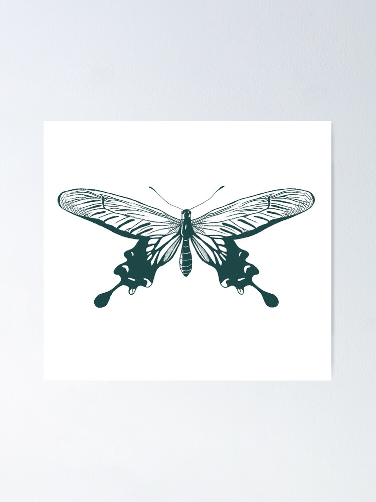 Póster «Clubtail Butterfly (Losaria coon) Dibujo de arte lineal» de ...