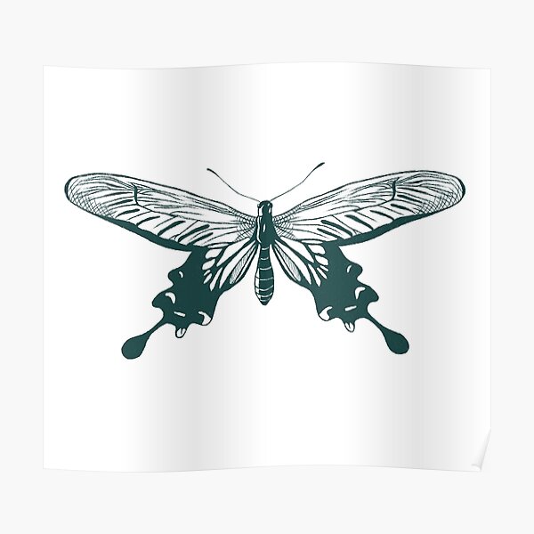 Póster «Clubtail Butterfly (Losaria coon) Dibujo de arte lineal» de ...