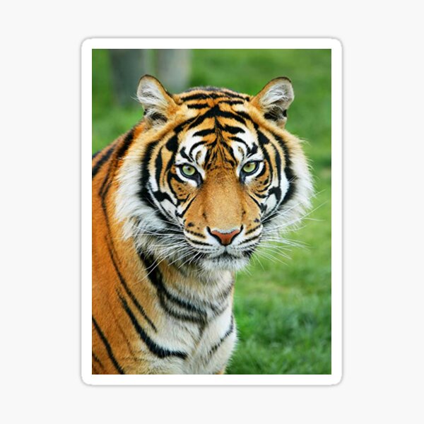 "Tiger Cat" Sticker for Sale by scardesign11 | Redbubble