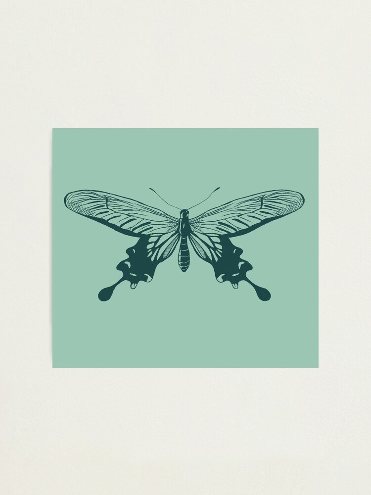 Lámina fotográfica «Clubtail Butterfly (Losaria coon) Dibujo de arte ...