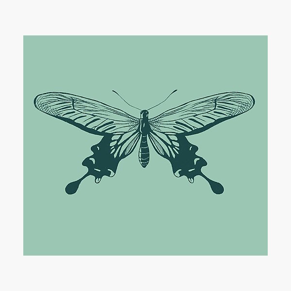 Lámina fotográfica «Clubtail Butterfly (Losaria coon) Dibujo de arte ...
