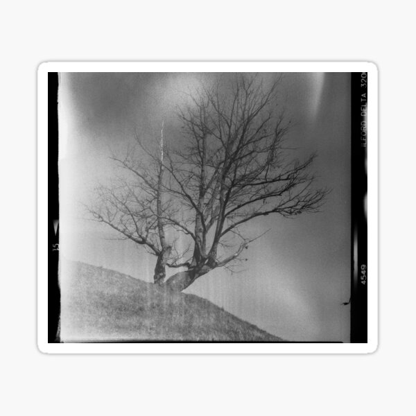 "Dead tree" Sticker for Sale by Moloko92i | Redbubble