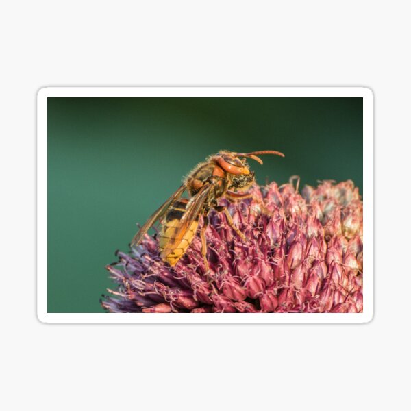 "wasp" Sticker for Sale by Conschdl | Redbubble