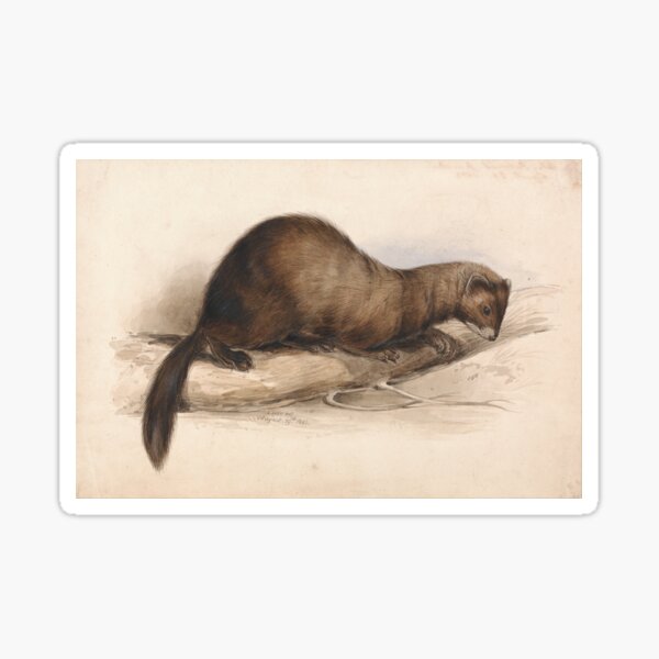"A Weasel by Edward Lear " Sticker for Sale by Amanda1775 | Redbubble