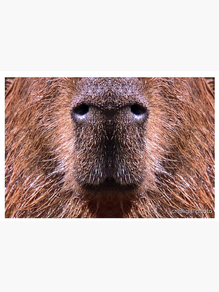 "Capybara Face Photo Facemask" Mask for Sale by cmilliganphoto | Redbubble