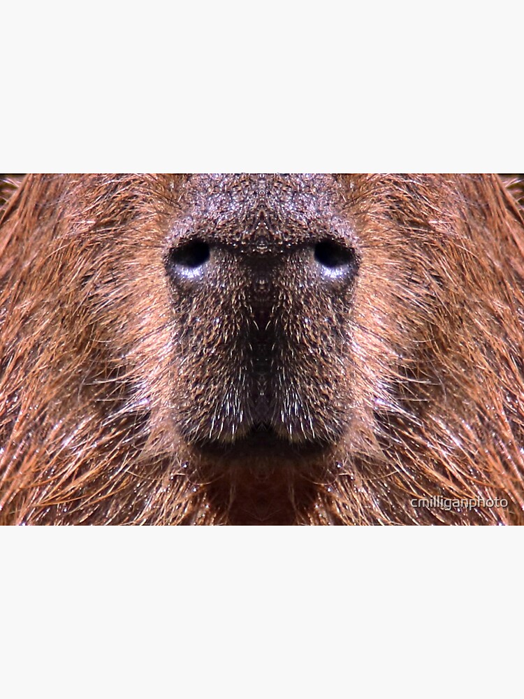 "Capybara Face Photo Facemask" Sticker for Sale by cmilliganphoto ...