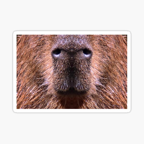 "Capybara Face Photo Facemask" Sticker for Sale by cmilliganphoto ...