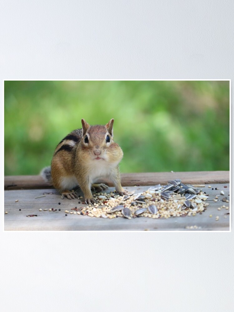 "Chippy" Poster for Sale by CunninghamPhoto | Redbubble