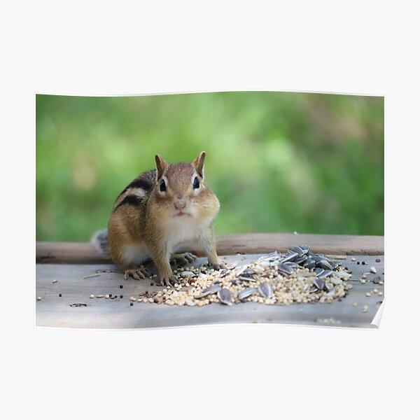 "Chippy" Poster for Sale by CunninghamPhoto | Redbubble