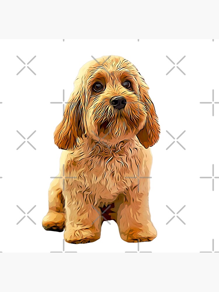 "Cavapoo Doodle Cavoodle Cockapoo Goldendoodle Labradoodle Puppy Dog ...