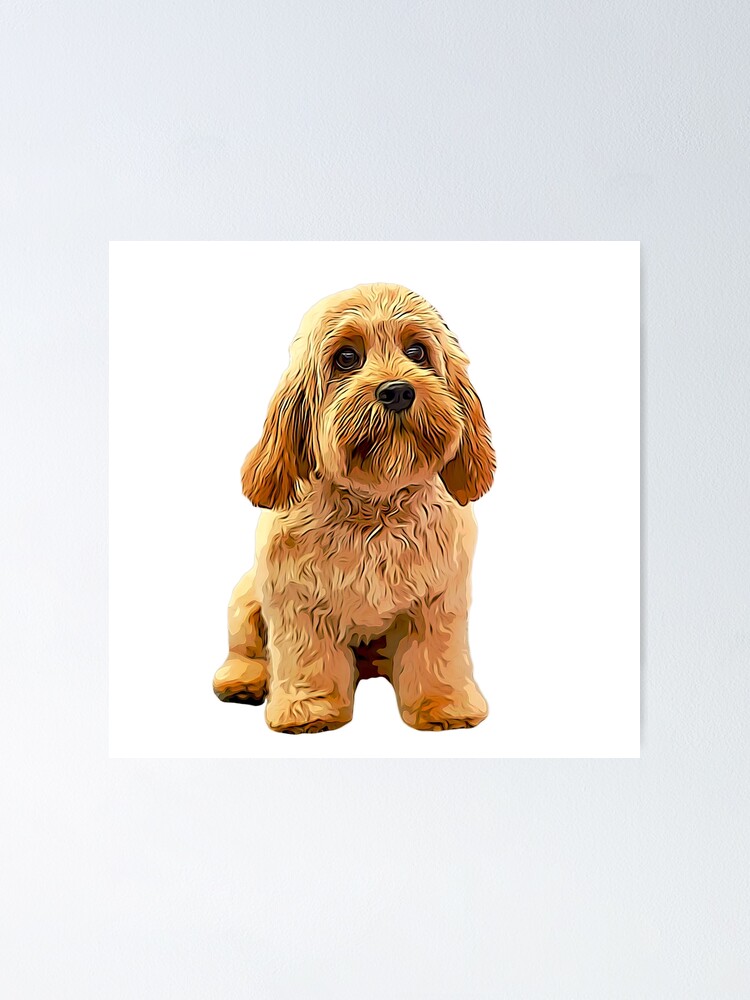 "Cavapoo Doodle Cavoodle Cockapoo Goldendoodle Labradoodle Puppy Dog ...