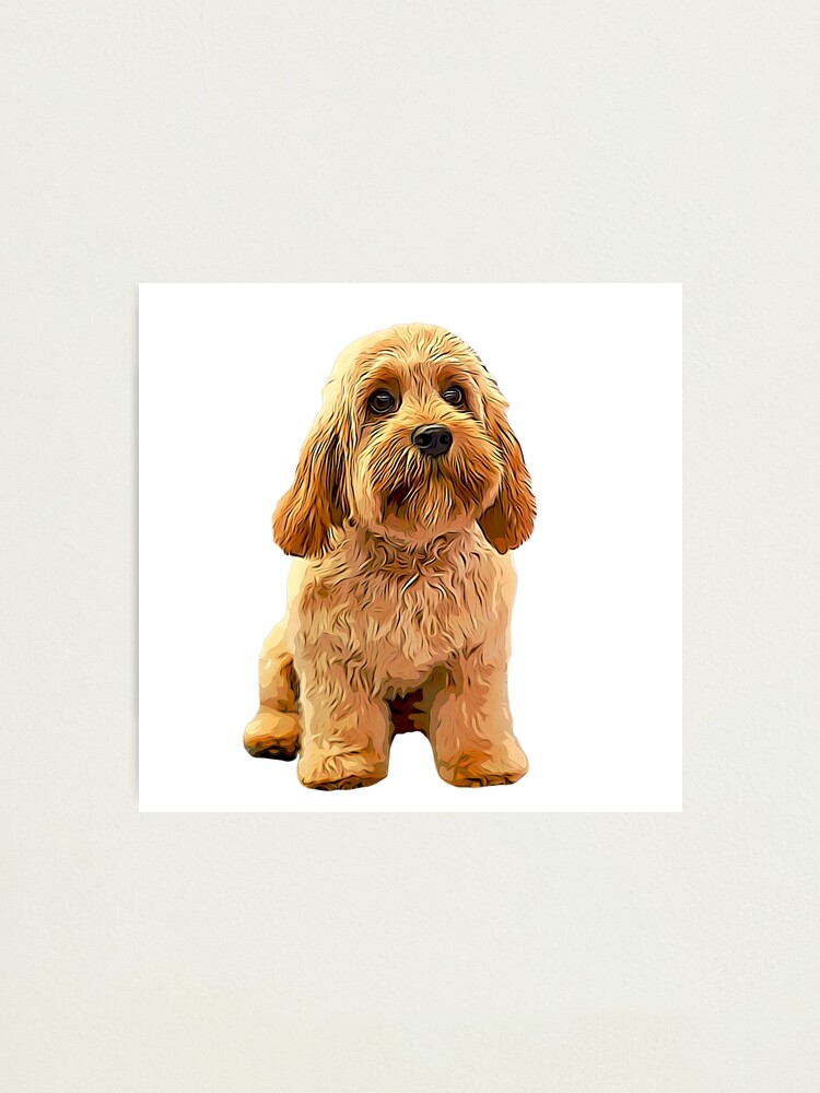 "Cavapoo Doodle Cavoodle Cockapoo Goldendoodle Labradoodle Puppy Dog ...