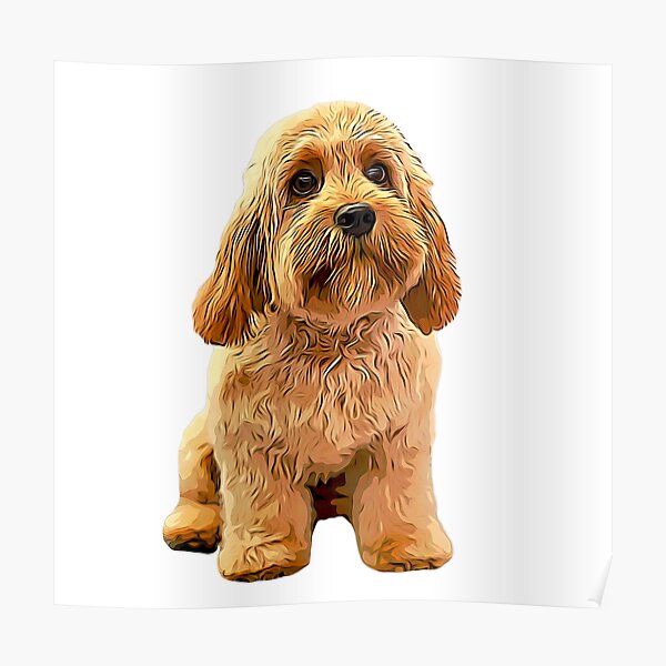 "Cavapoo Doodle Cavoodle Cockapoo Goldendoodle Labradoodle Puppy Dog ...