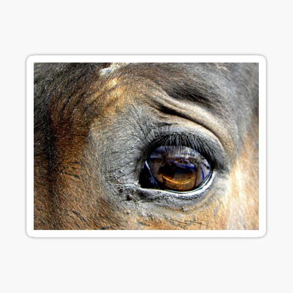 "Eye Of The Horse" Sticker for Sale by Savannah Gibbs | Redbubble