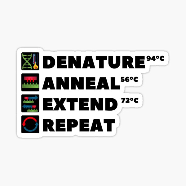 "PCR Process Steps of Polymerase Chain Reaction Molecular Biology ...