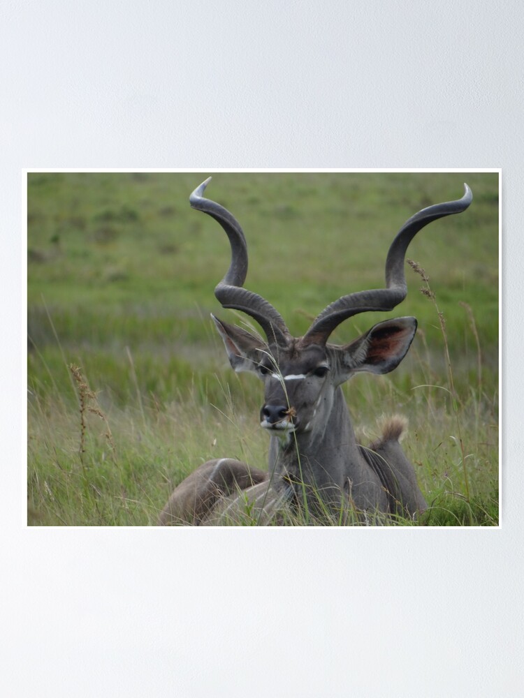"African Kudu" Poster by Raddibg | Redbubble