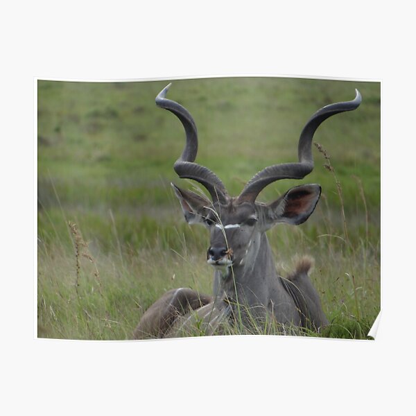 "African Kudu" Poster by Raddibg | Redbubble