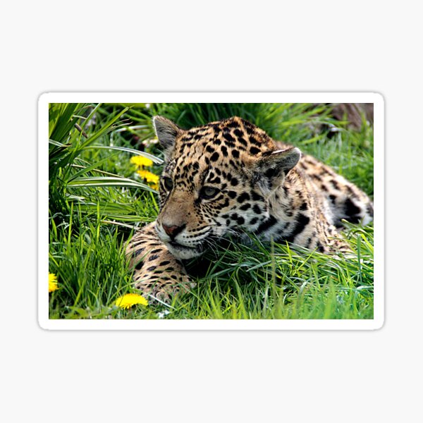 "Cub" Sticker for Sale by Ladymoose | Redbubble