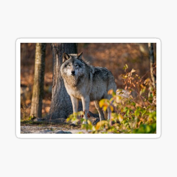 "Timber Wolf" Sticker for Sale by WolvesOnly | Redbubble