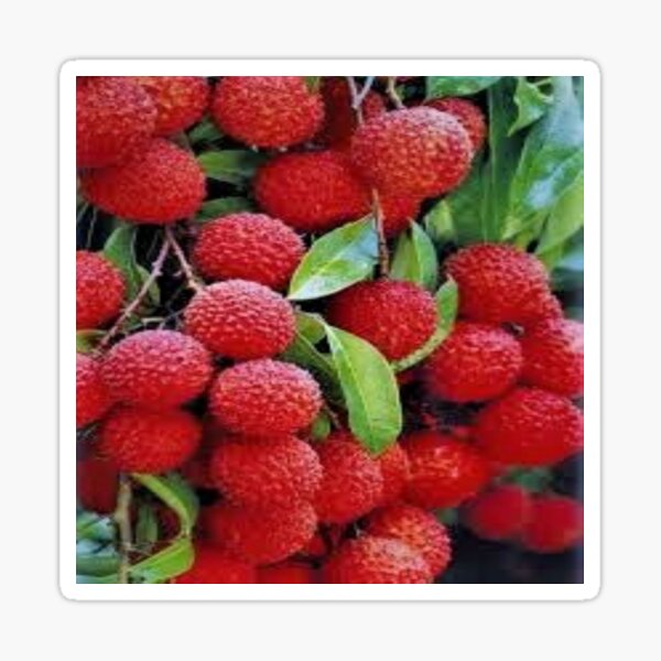 "TROPICAL FRUITS LITCHI " Sticker for Sale by kumpu | Redbubble