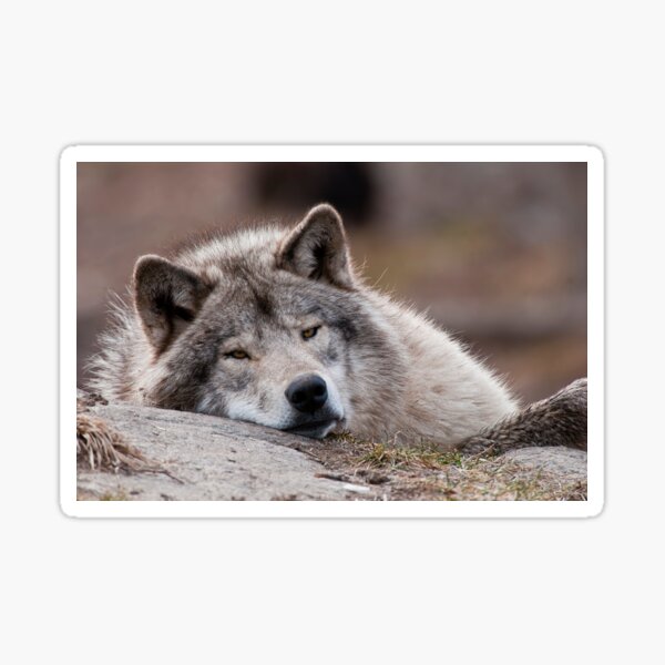 "Timber Wolf" Sticker for Sale by WolvesOnly | Redbubble