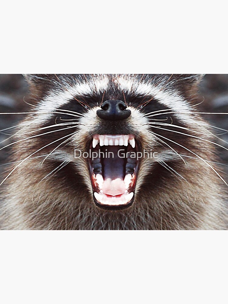"Raccoon snarling closeup show teeth mouth nose tongue yarning face ...