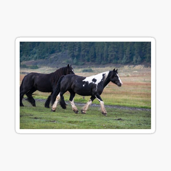 "Gypsy Vanner Horses 0096 - Colorado" Sticker by AlsknMommaBear2 ...