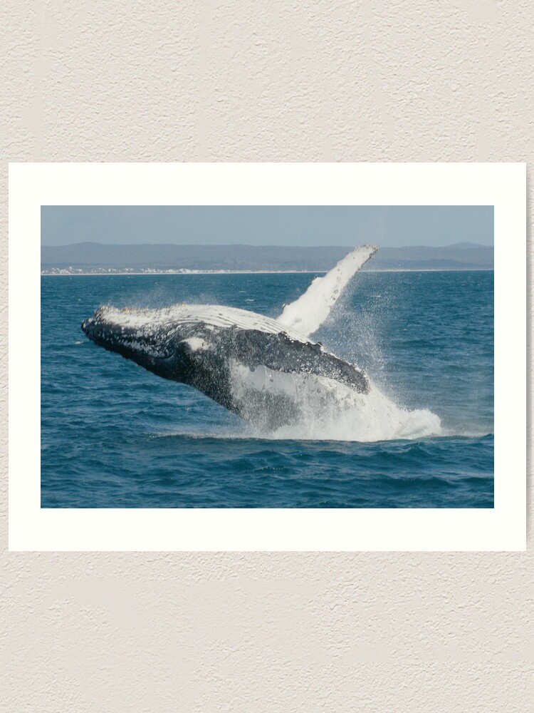 "Humpback Whale Breaching 3" Art Print by Gotcha29 | Redbubble
