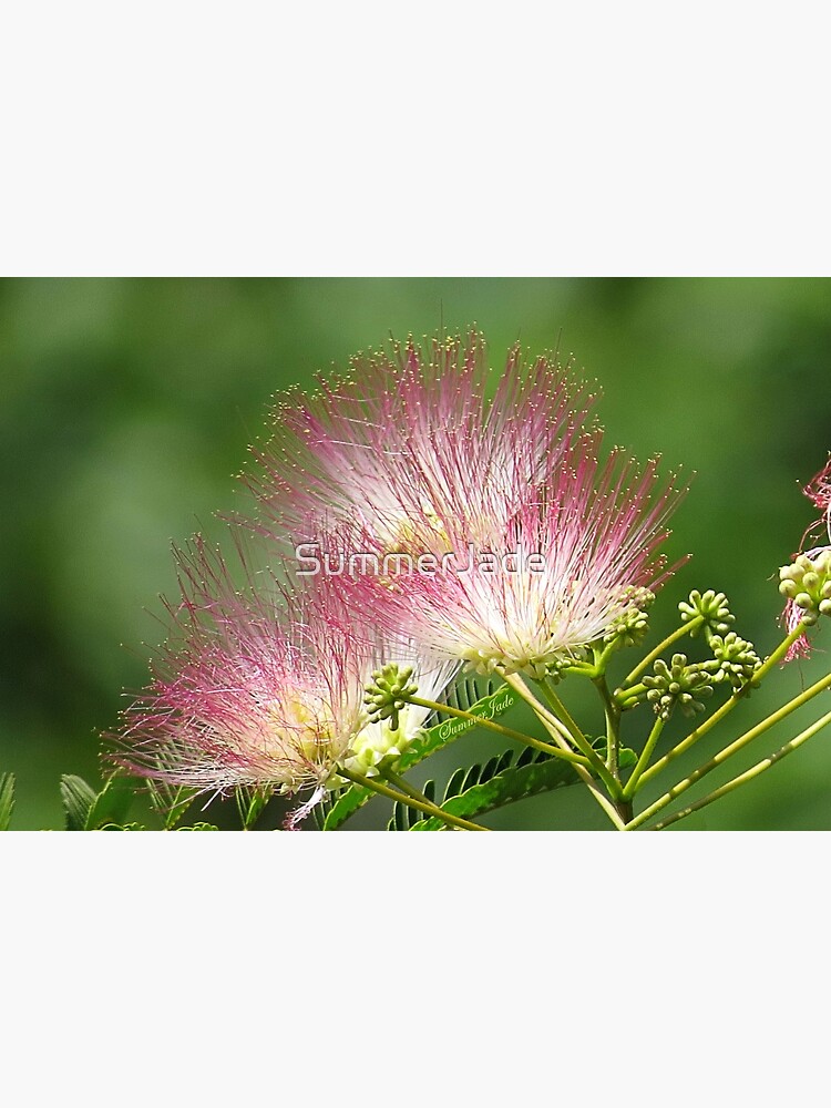 "Persian Silk Tree ~ Thread Flowers" Poster by SummerJade | Redbubble