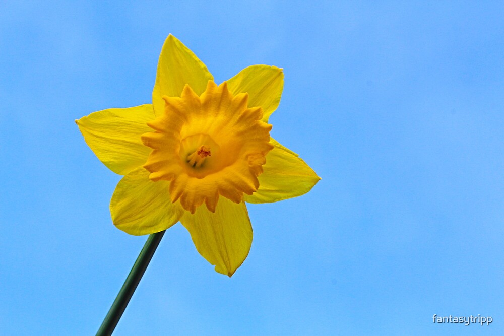 "Daffodil Photo" by fantasytripp | Redbubble