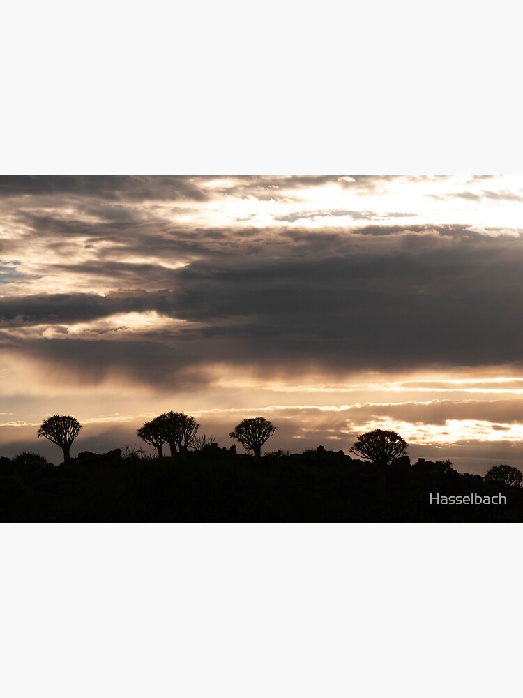 "Quiver Tree Silhouette" Photographic Print for Sale by Hasselbach ...