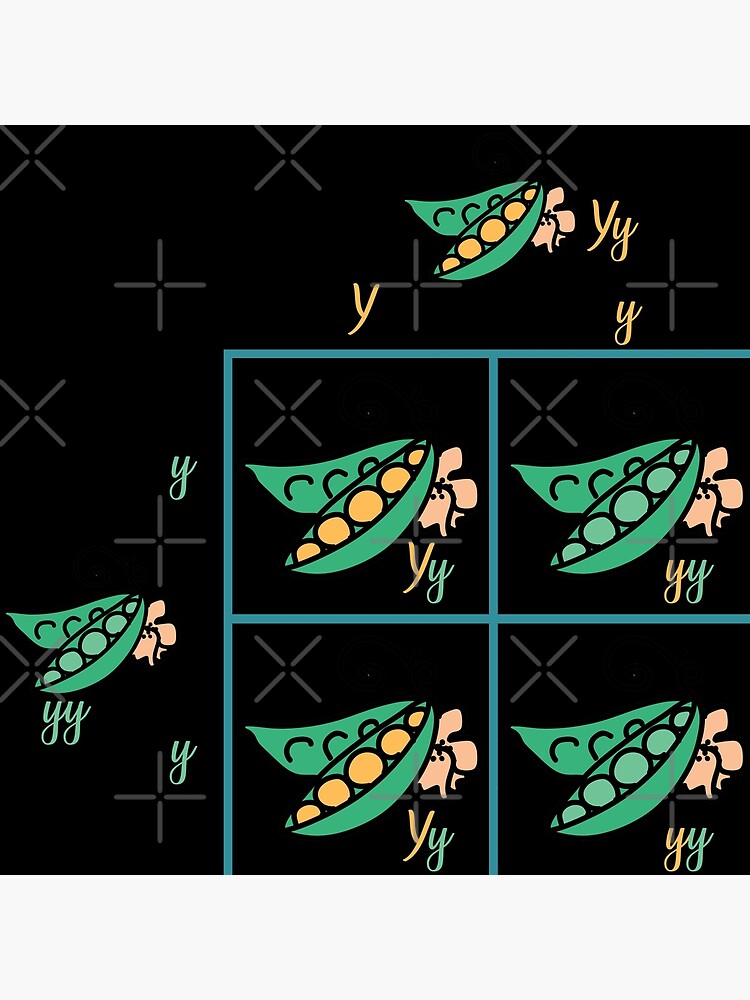 "Mendel's law of Genetics Inheritance Biology Science Yellow Green ...