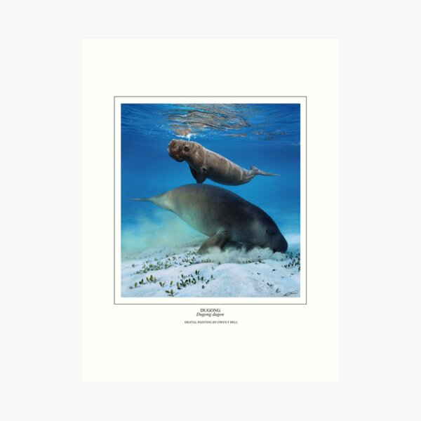 Dugong Art Prints | Redbubble