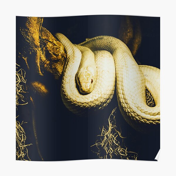 "snake photo" Poster for Sale by X-Photographer | Redbubble