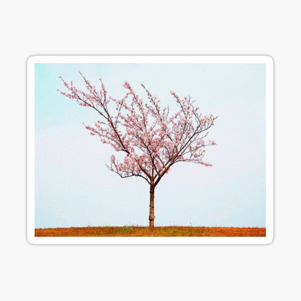 "Japan - 'Sakura Tree'" Sticker for Sale by LittleJapan | Redbubble