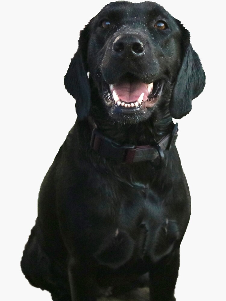 "Smiling black lab" Sticker for Sale by briwalter | Redbubble