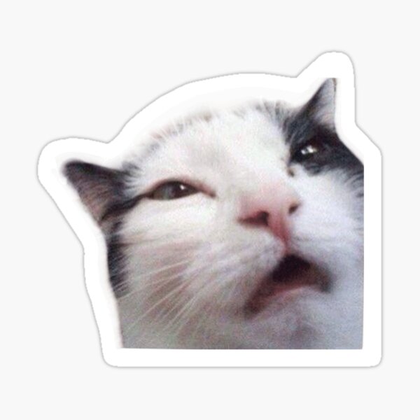 "Confused af funny cat" Sticker for Sale by samasa66 | Redbubble