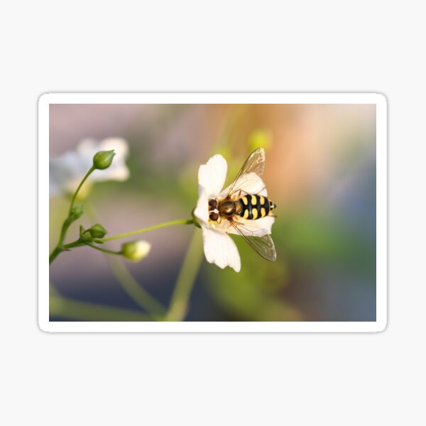 "Pollination" Sticker for Sale by GreyFeatherPhot | Redbubble