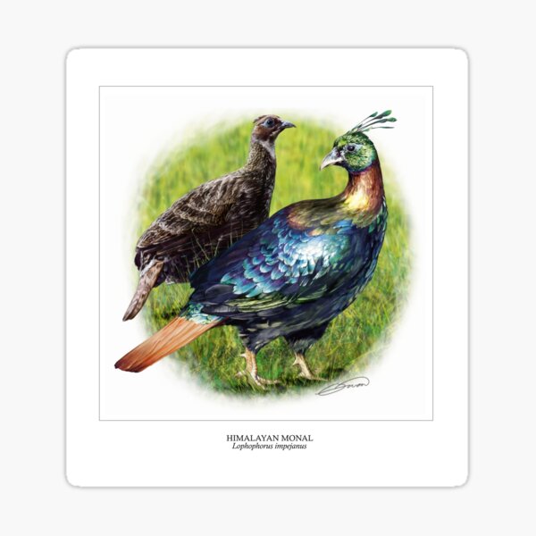 Monal Gifts & Merchandise for Sale | Redbubble