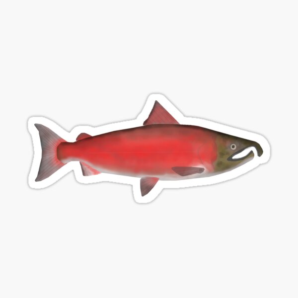 "Coho (Silver) Salmon - Spawning Phase" Sticker for Sale by fishfolkart ...