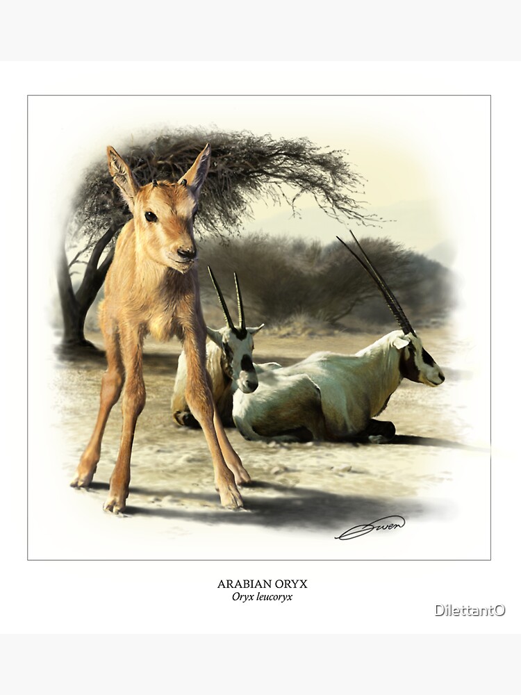 "ARABIAN ORYX 3" Sticker by DilettantO | Redbubble