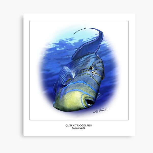 Queen Triggerfish Gifts & Merchandise | Redbubble