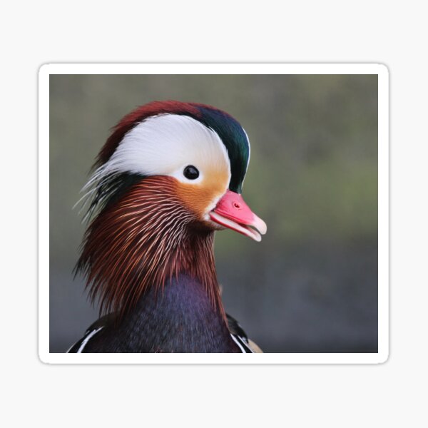 "Mandarin Duck" Sticker by Catchlight-Pics | Redbubble