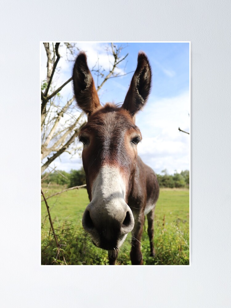 "Custard A portrait of a very naughty donkey" Poster by Ladymoose ...