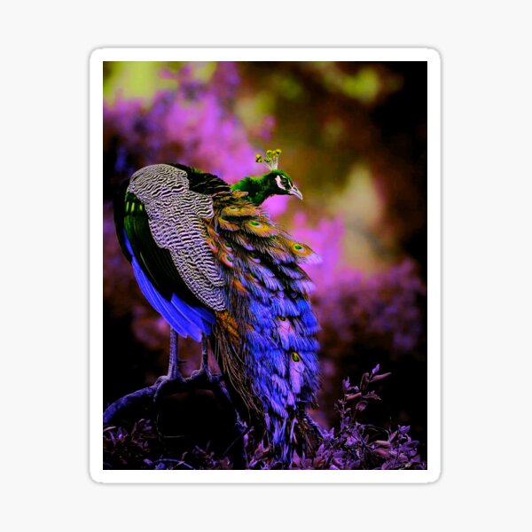"peacock art" Sticker for Sale by Manpath | Redbubble