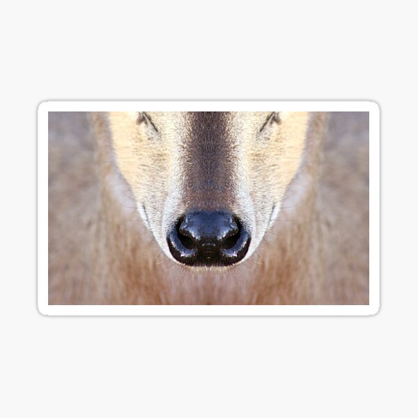 "Common Duiker Face Photo Facemask" Sticker for Sale by cmilliganphoto ...