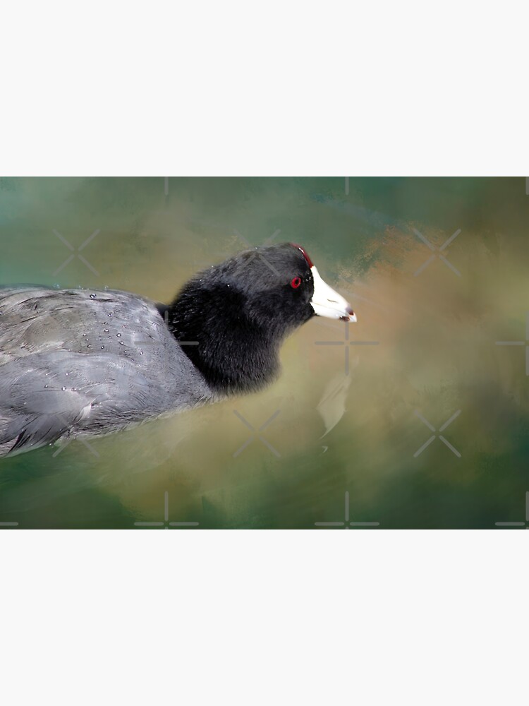 "American Coot" Sticker for Sale by fineart2017 | Redbubble